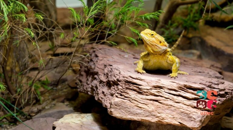 How To Make A Bearded Dragon Dig Box? - uzoic