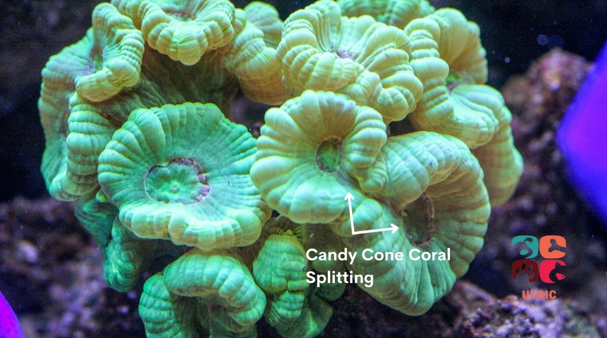 Why Is Your Candy Cane Coral Splitting? - uzoic