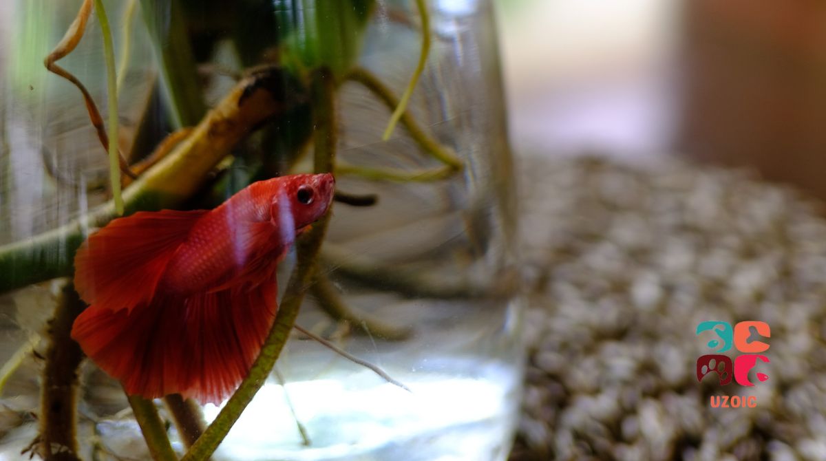 How To Care For A Betta With Clamped Fins! - uzoic