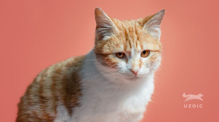 Cat Vomit Color Chart: What Each Color Means - uzoic