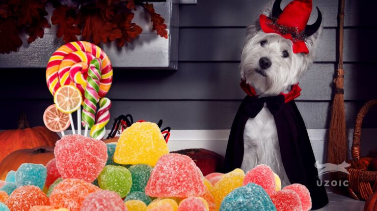 Dangerous Halloween Candies For Dogs - uzoic