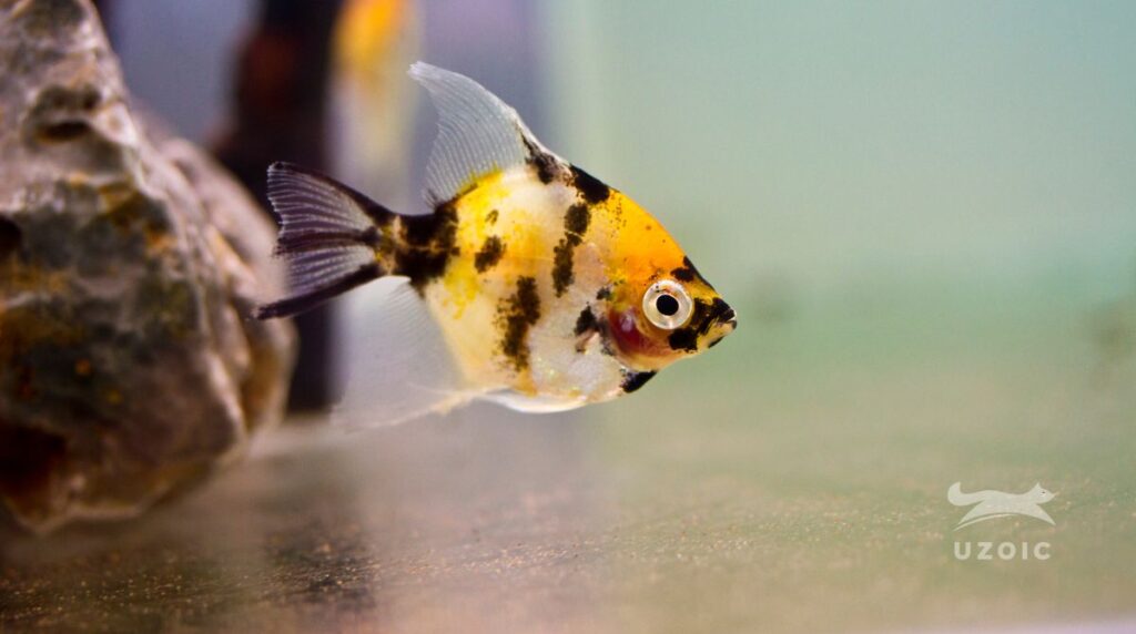 How To Treat An Angelfish With Swollen Lips (Angelfish Lip Fibroma) - uzoic